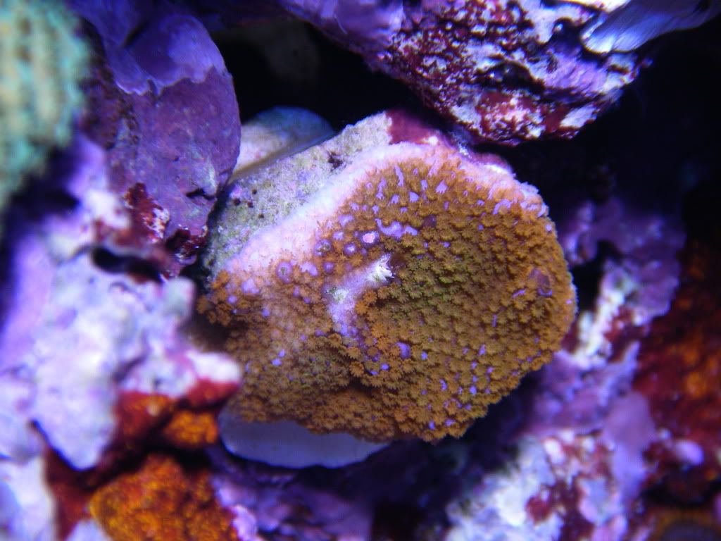 Montipora Show Off Thread | Reef2Reef