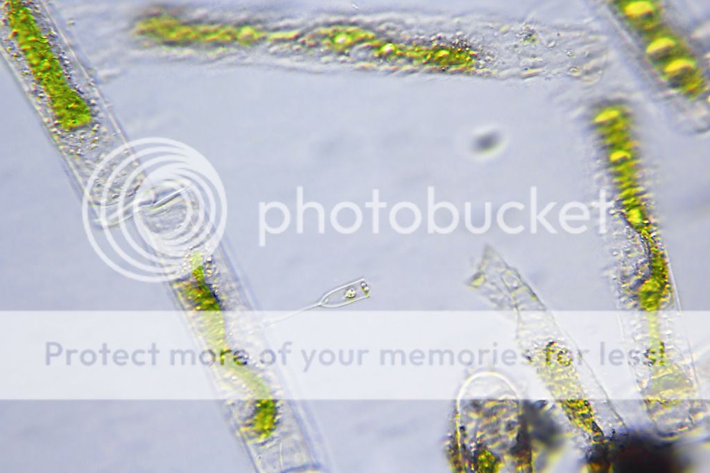 Very Small Protists - MicrobeHunter.com Microscopy Forum