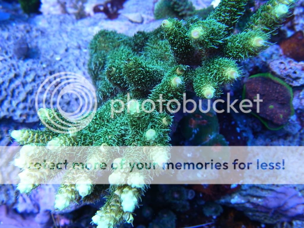 SPS - Eye Candy | Page 30 | REEF2REEF Saltwater and Reef Aquarium Forum