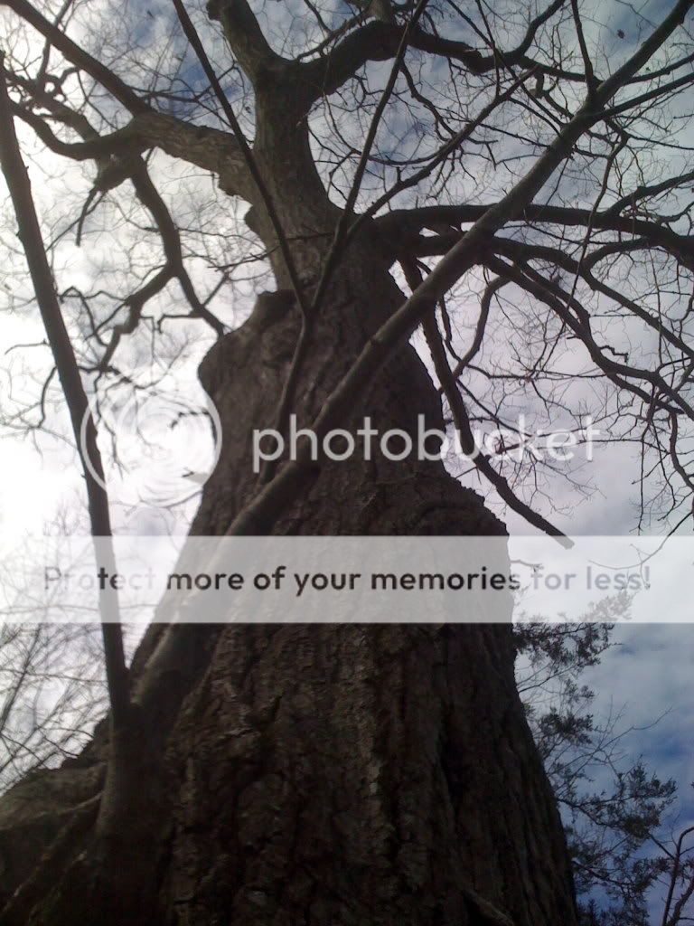 huge red oak limb | Arborist, Chainsaw & Tree Work Forum