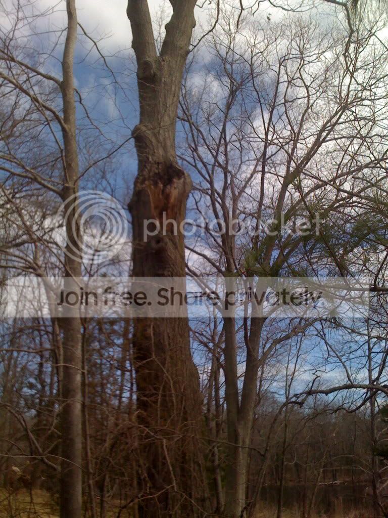 huge red oak limb | Arborist, Chainsaw & Tree Work Forum