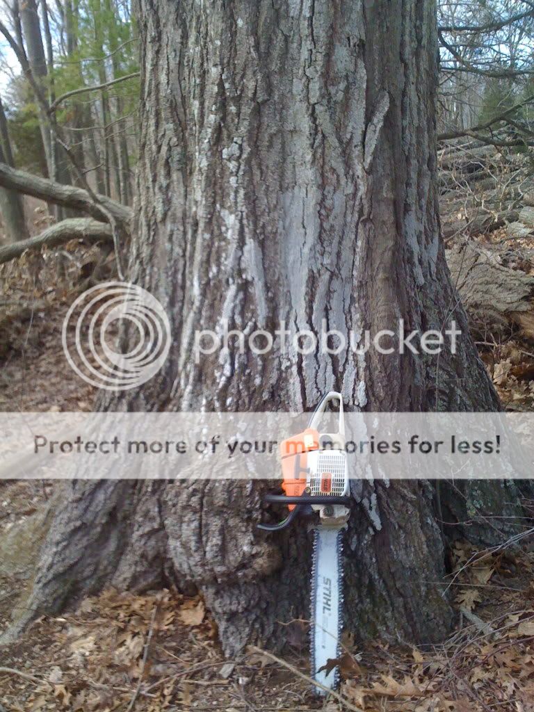 huge red oak limb | Arborist, Chainsaw & Tree Work Forum